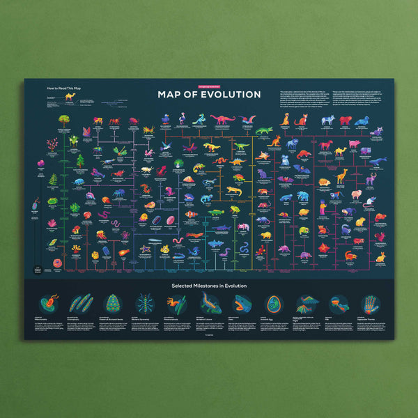 Map of Evolution Poster – Thoroughly Researched – the kurzgesagt shop